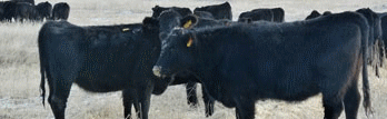 Recent Cattle for Sale Listings on The Cattle Range
