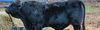 Recent Cattle for Sale Listings on The Cattle Range