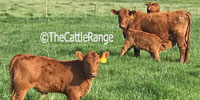 Recent Cattle for Sale Listings on The Cattle Range