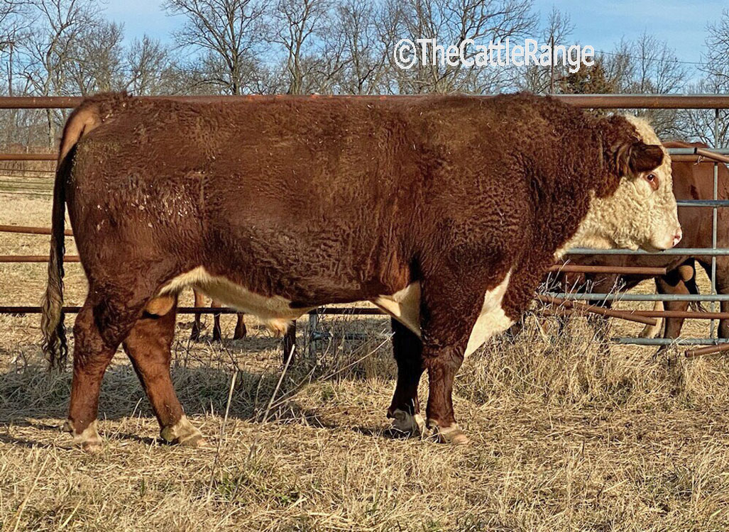 Cattle For Sale on The Cattle Range